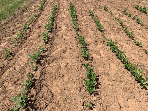 Optimizing Row Spacing for Purple Hull Peas in Hot and Dry Southern ...
