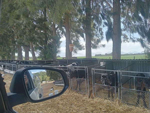 Tackling Fly Infestations in Dairy and Calf Feed with Clarifly ...