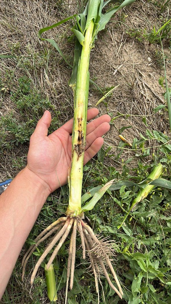 Identifying the Cause of Stem Injuries in Corn: A Guide for Sandy ...